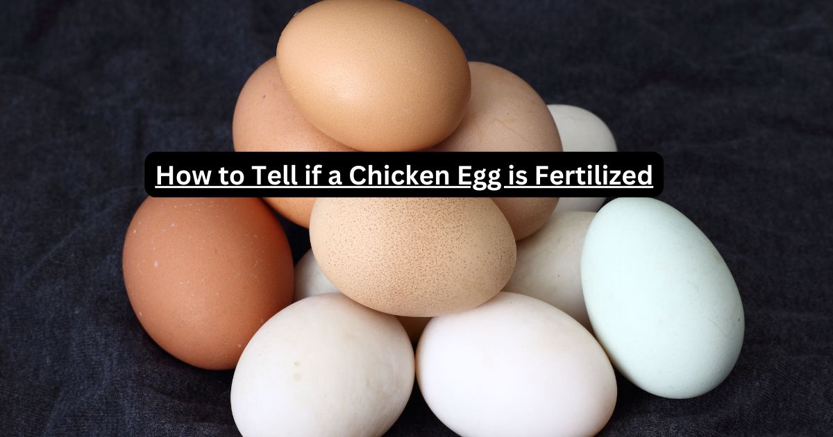 How to Tell if a Chicken Egg is Fertilized - Sweet Cute Pets